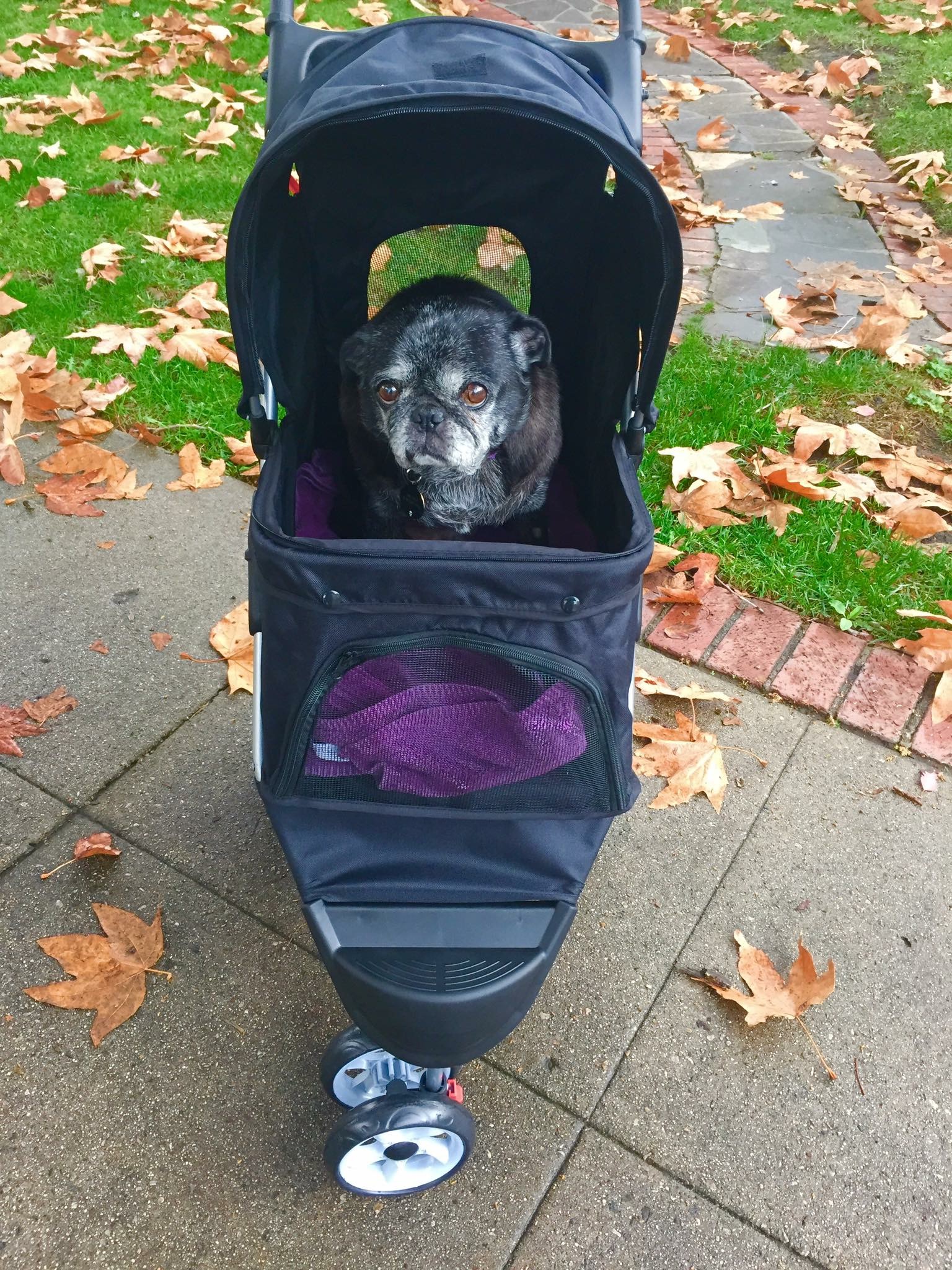 Rest in Peace, Mickey the Pug | Max Koch Uncorked